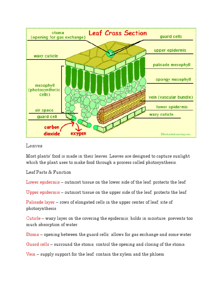 Leaves: Lower Epidermis Upper Epidermis Palisade Layer | PDF | Leaf ...