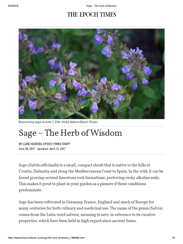 Sage - The Herb of Wisdom | PDF | Horticulture And Gardening | Plants