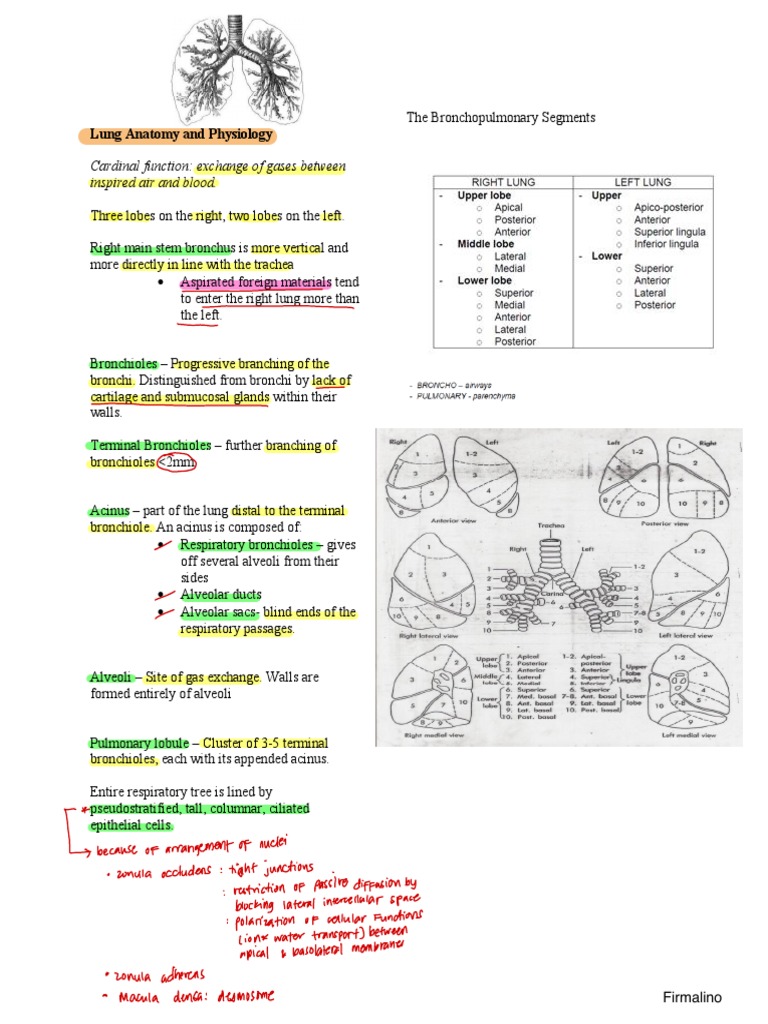 Lung Anatomy and Physiology | PDF | Respiratory Tract | Lung
