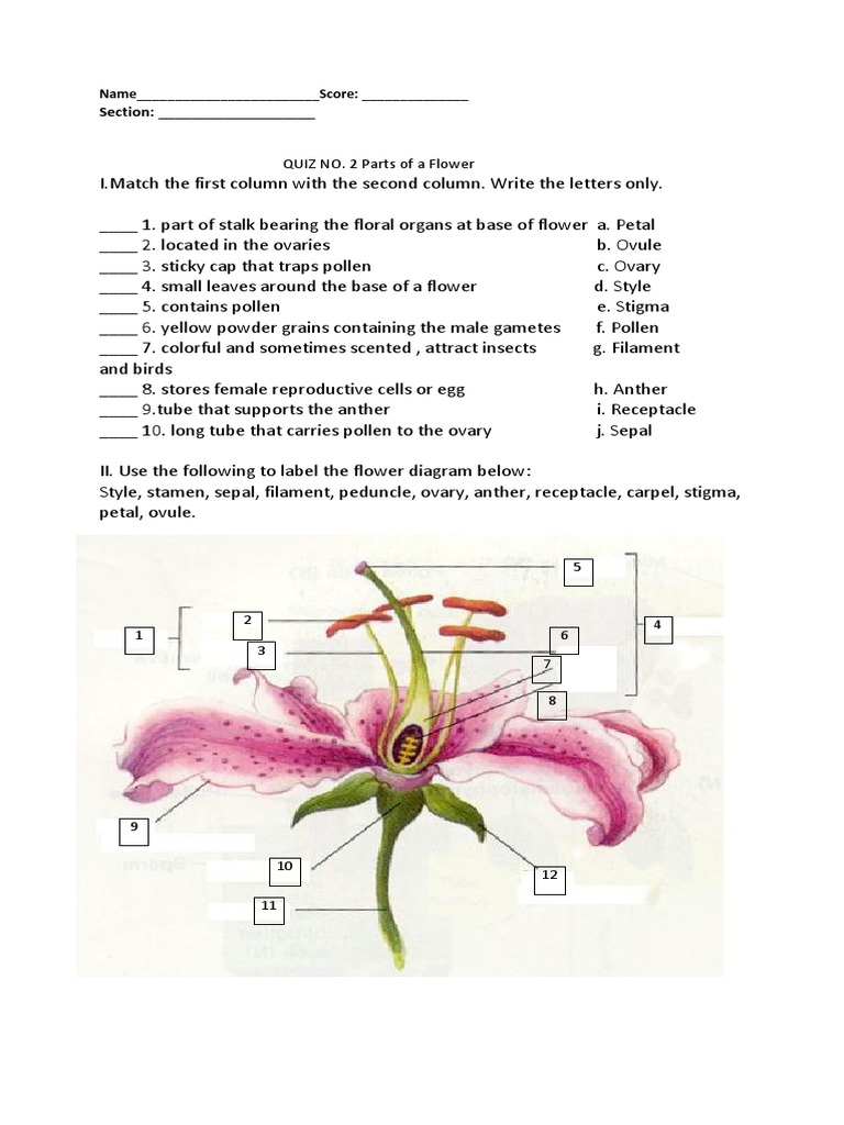 Reproductive Parts Of A Flower Quiz