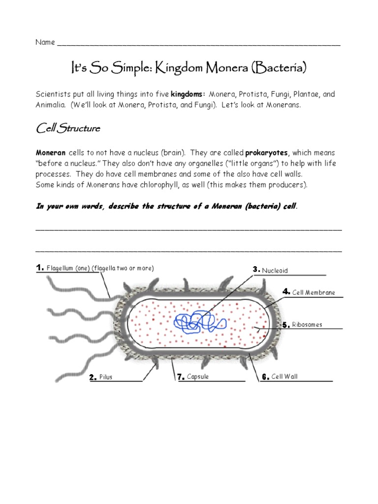 Bacteria Protist Worksheet | PDF | Protozoa | Cell (Biology)