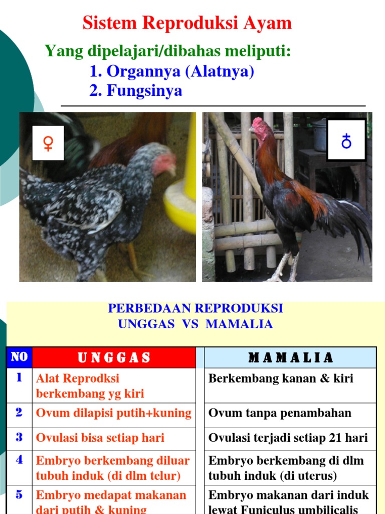 Sistem Reproduksi Ayam: Yang Dipelajari/dibahas Meliputi | PDF