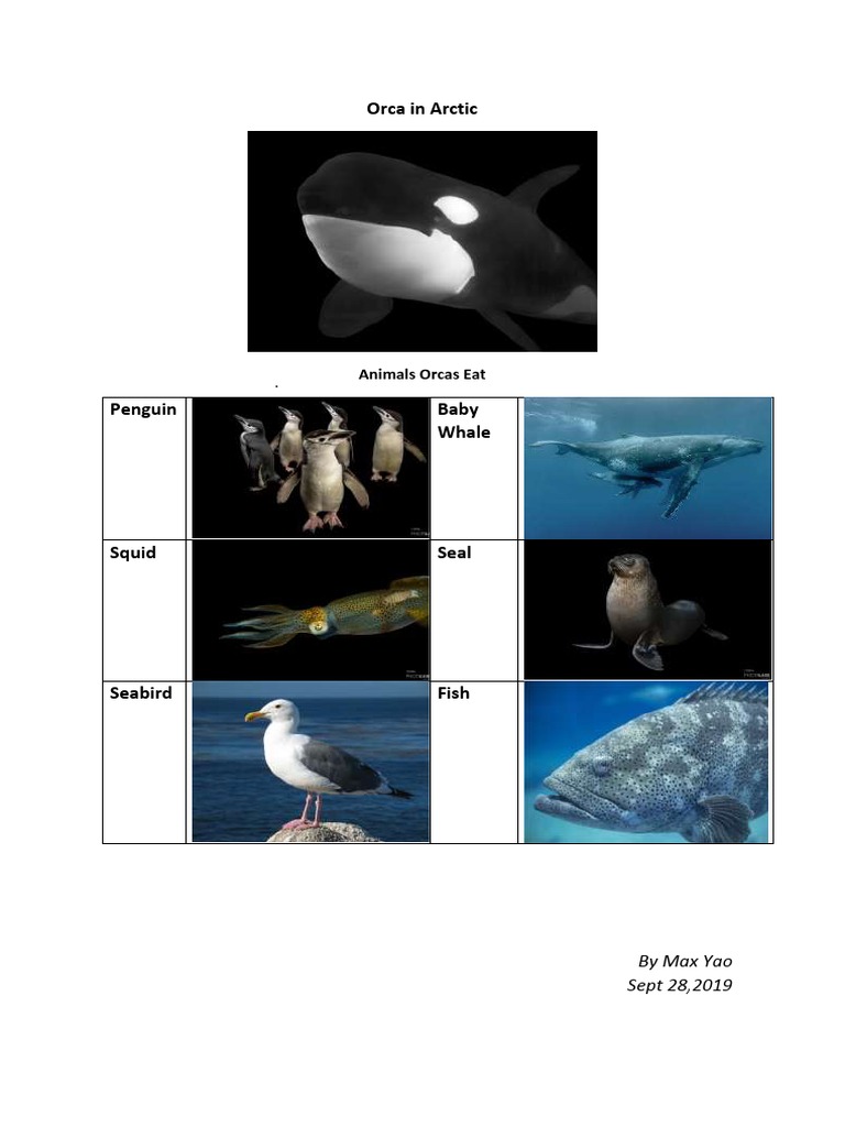 Orca in Arctic: Animals Orcas Eat | PDF