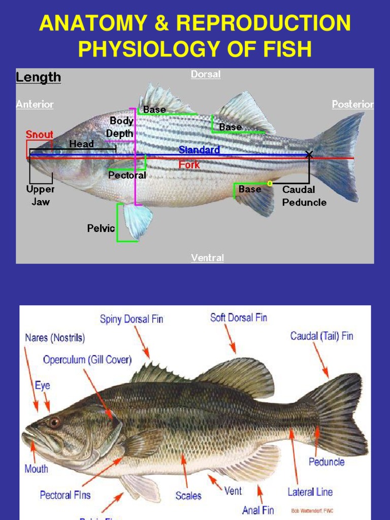 008 Anatomy Physiology of Fish | PDF | Science & Mathematics