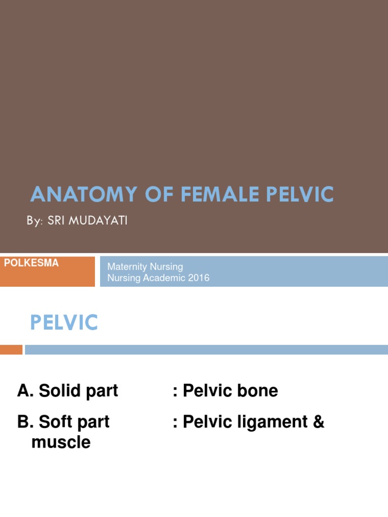 Anatomy of Female Pelvic: By: Sri Mudayati | PDF | Pelvis ...