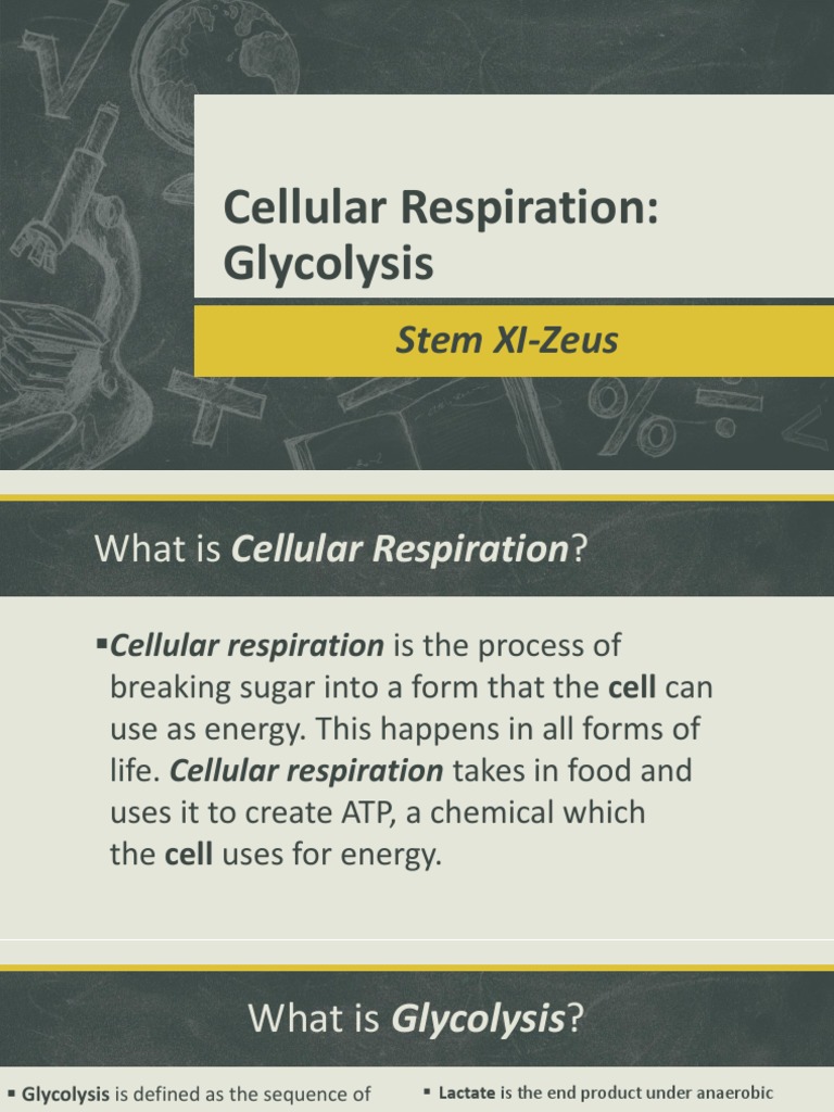 Cellular Respiration: Glycolysis: Stem XI-Zeus | PDF | Glycolysis ...