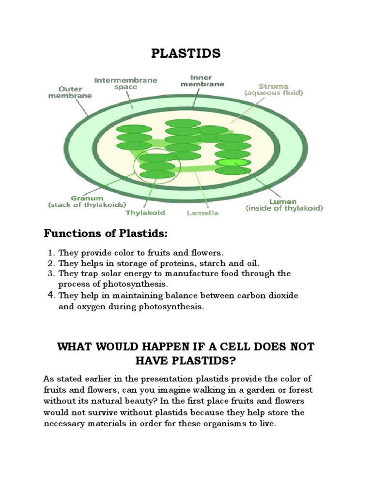 Functions of Plastids | PDF | Science & Mathematics