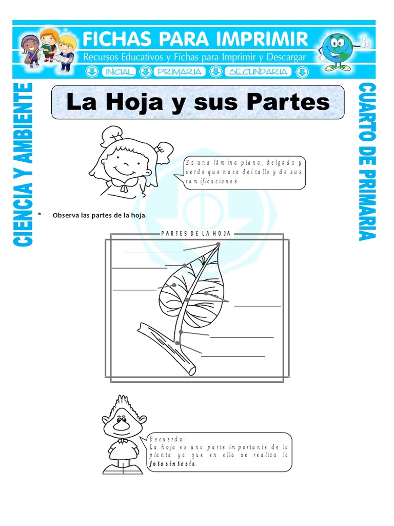 Partes de la Hoja para Niños | PDF | Hoja | Aluminio