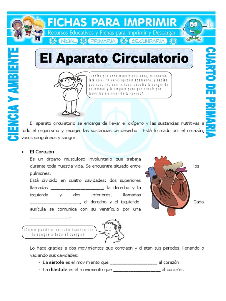 Ficha El Aparato Circulatorio para Cuarto de Primaria | PDF | Corazón ... Ficha El Aparato Circulatorio para Cuarto de Primaria | PDF | Corazón ...