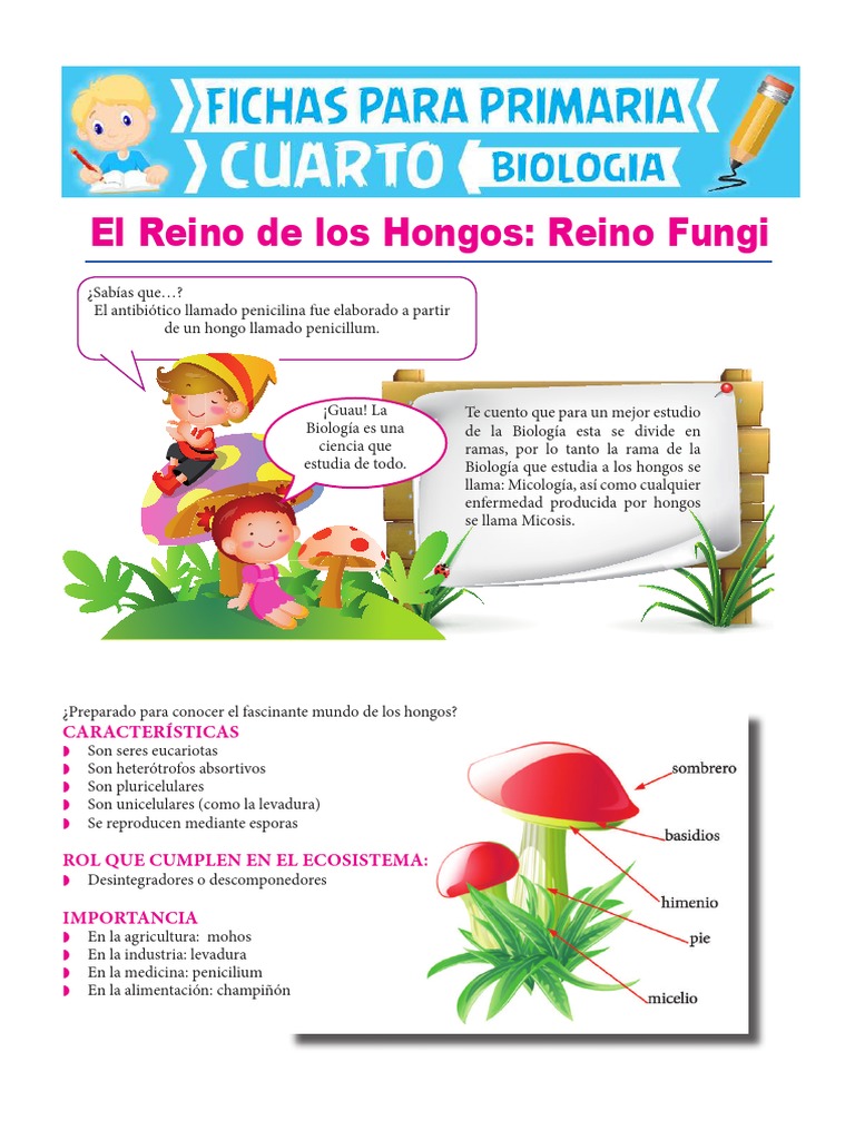 Reino Fungi para Cuarto de Primaria PDF | PDF | Hongo | Biología