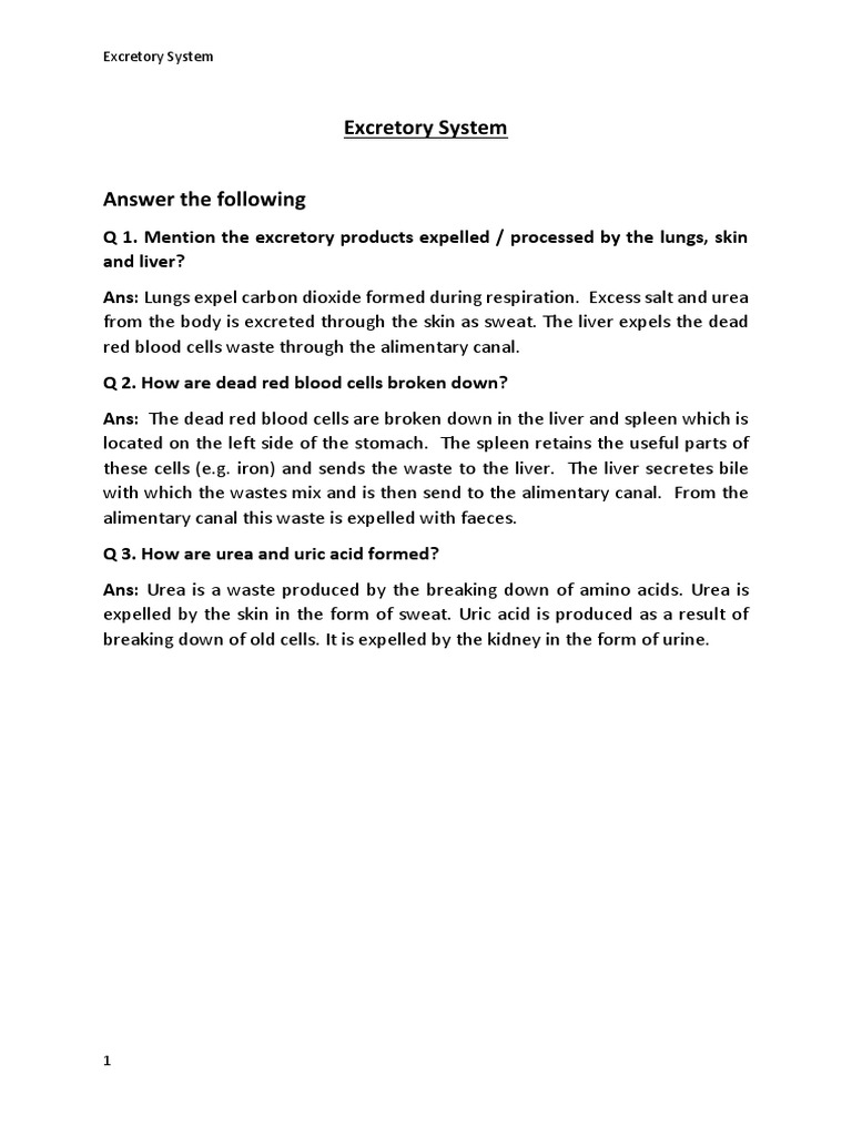 Excretory System | PDF | Urinary System | Kidney