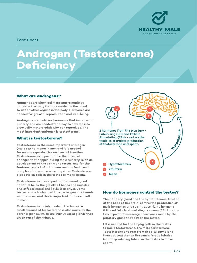 Androgen Deficiency Fact Sheet Healthy Male 2019 PDF | PDF ...