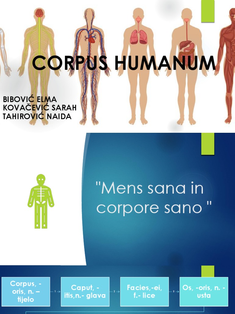 Corpus Humanum: Bibović Elma Kovačević Sarah Tahirović Naida | PDF