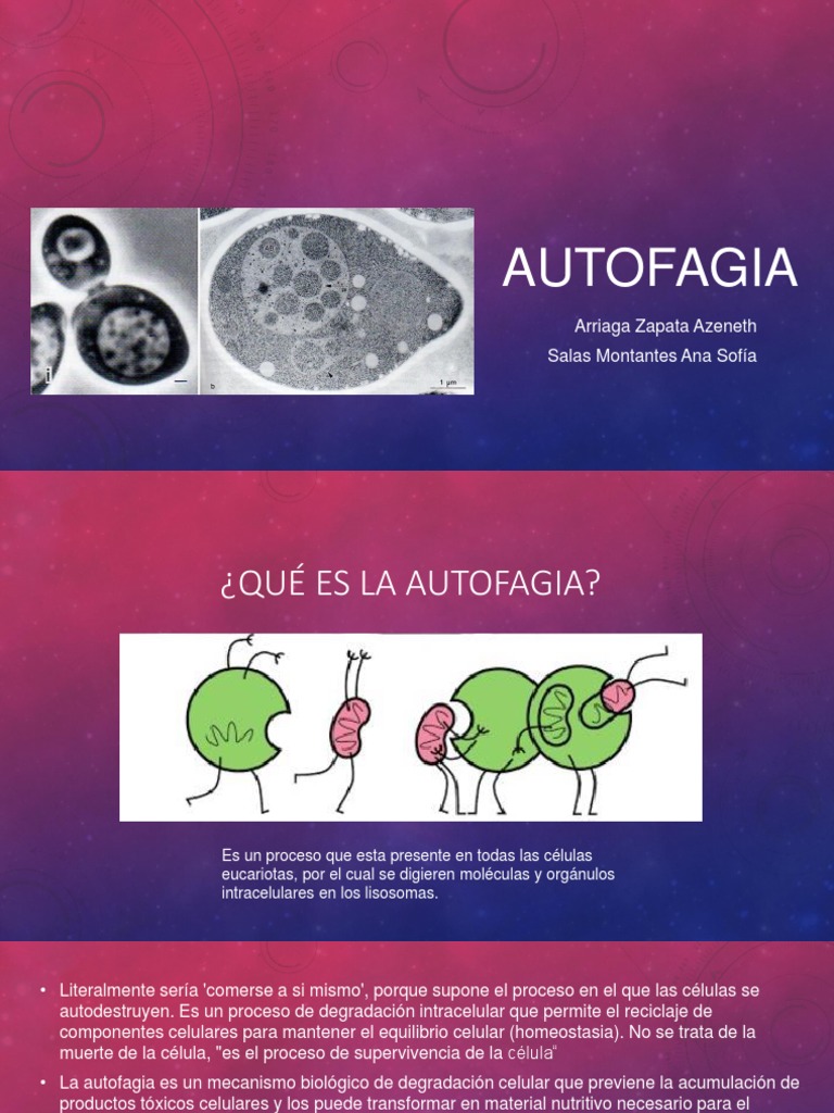Autofagia | PDF | Autofagia | Lisosoma
