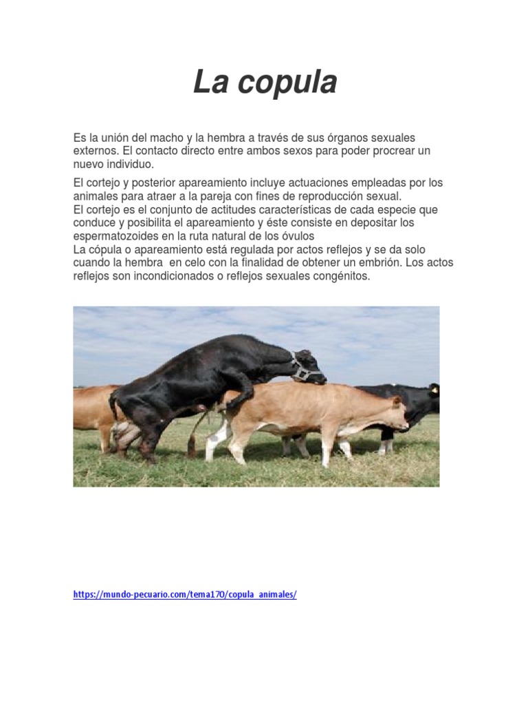 La Copula | PDF