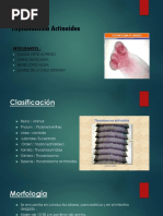 Morfología y Ciclo de Strongylus y Triodontophorus | PDF | Nematodo ...