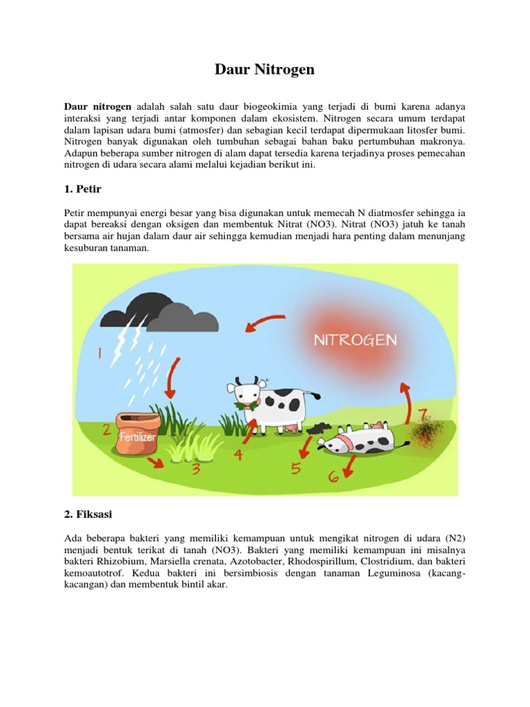 Daur Nitrogen | PDF