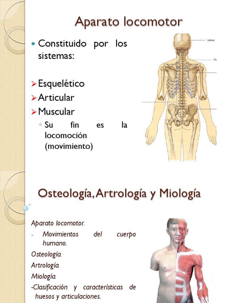 3.osteología General | PDF | Hueso | Sistema esquelético