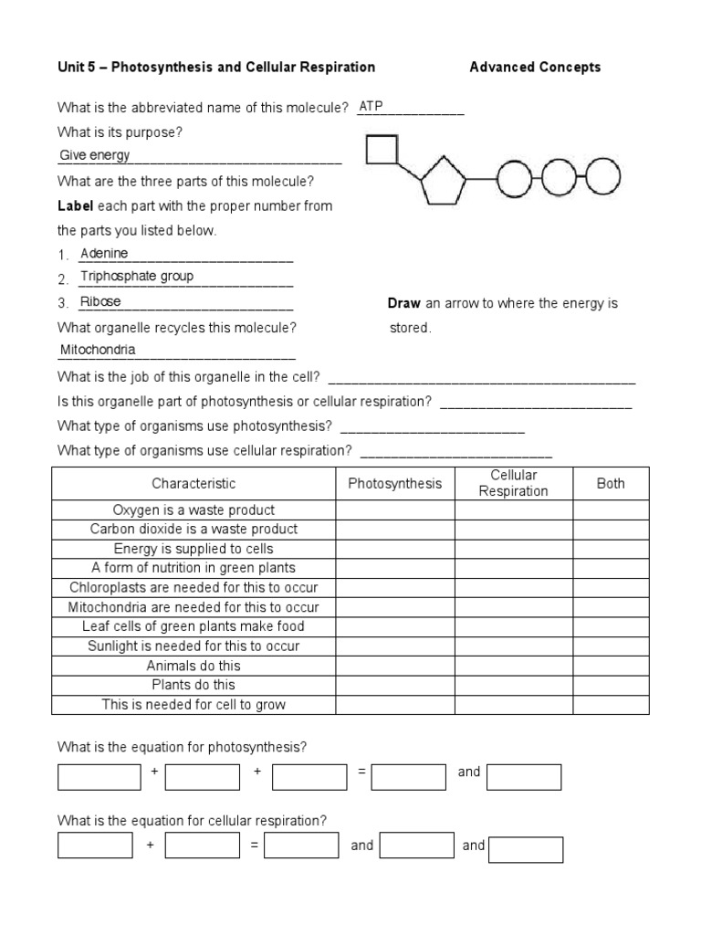 Photosynthesis and Cellular Respiration Guide | PDF | Photosynthesis ...