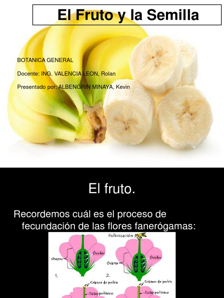 Frutos y Semilla | PDF | Germinación | Fruta
