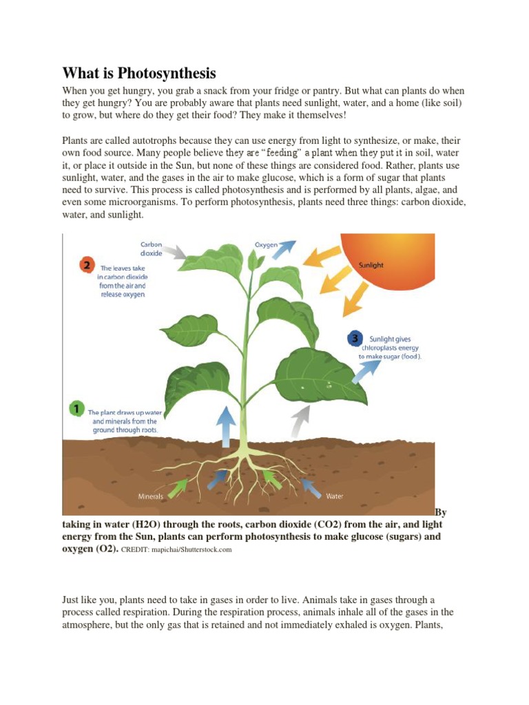 What Is Photosynthesis | PDF | Photosynthesis | Plants
