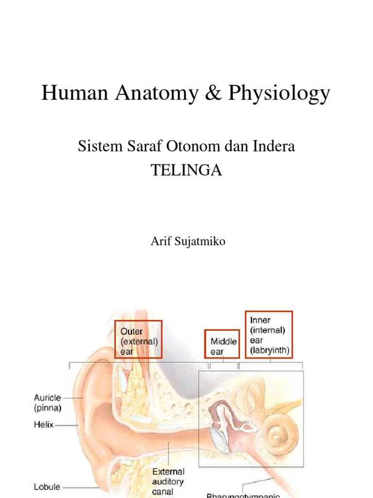 Human Anatomy & Physiology: Sistem Saraf Otonom Dan Indera Telinga | PDF