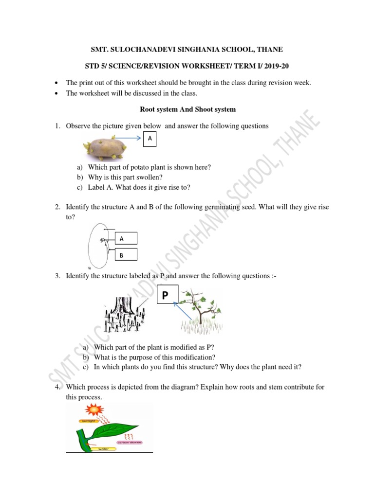 STD 5 Science Revision WKSHT | PDF | Digestion | Root