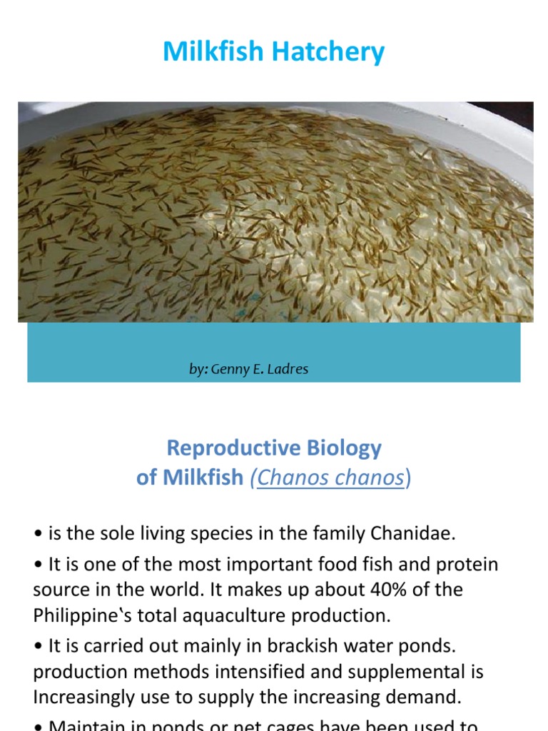 Milkfish Hatchery | PDF | Spawn (Biology) | Fish