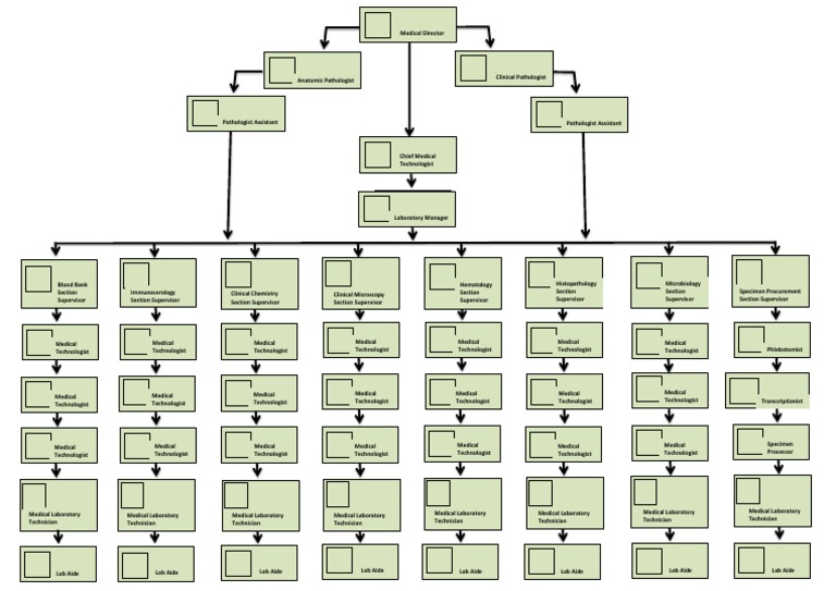 Organizational Chart Tertiary Lab | PDF | Medical Laboratory | Pathology