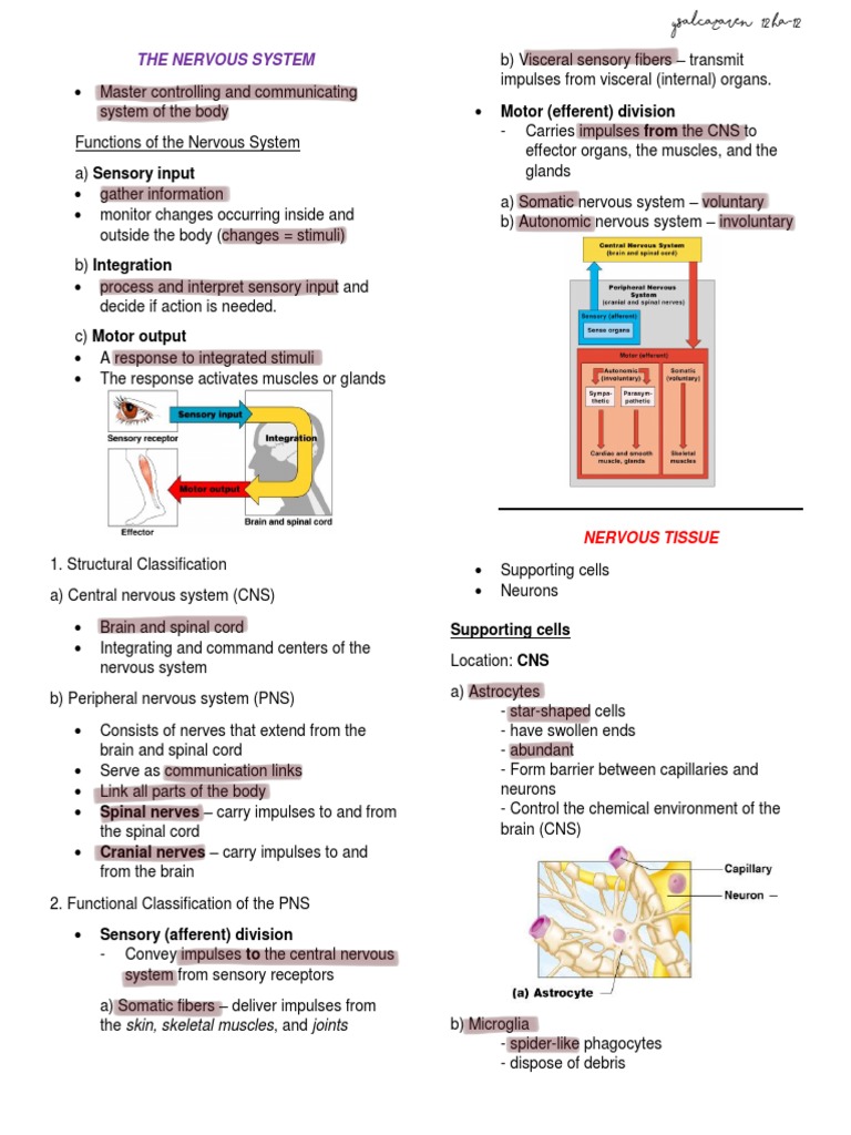 Nervous System PDF | Download Free PDF | Neuron | Motor Neuron