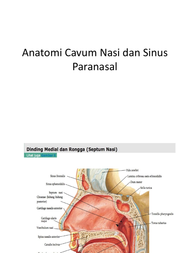 Anatomi Cavum Nasi Dan Sinus Paranasal