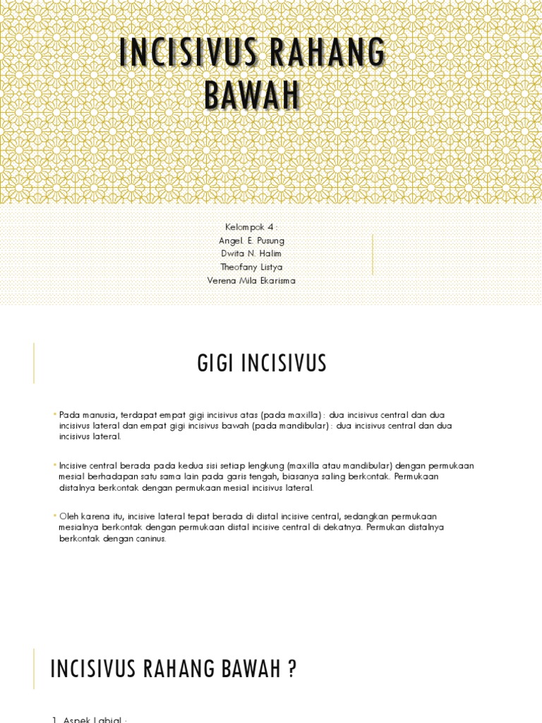 Anatomi Incisivus | PDF