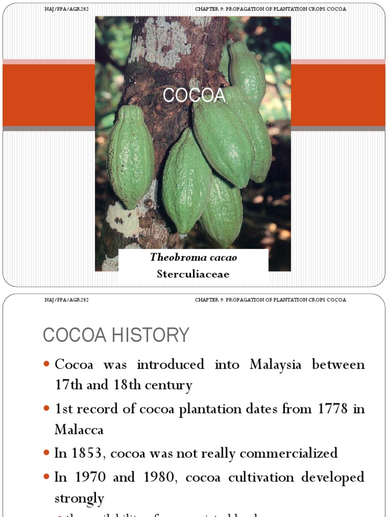 Cocoa Propagation Techniques Guide | PDF | Grafting | Cocoa Bean