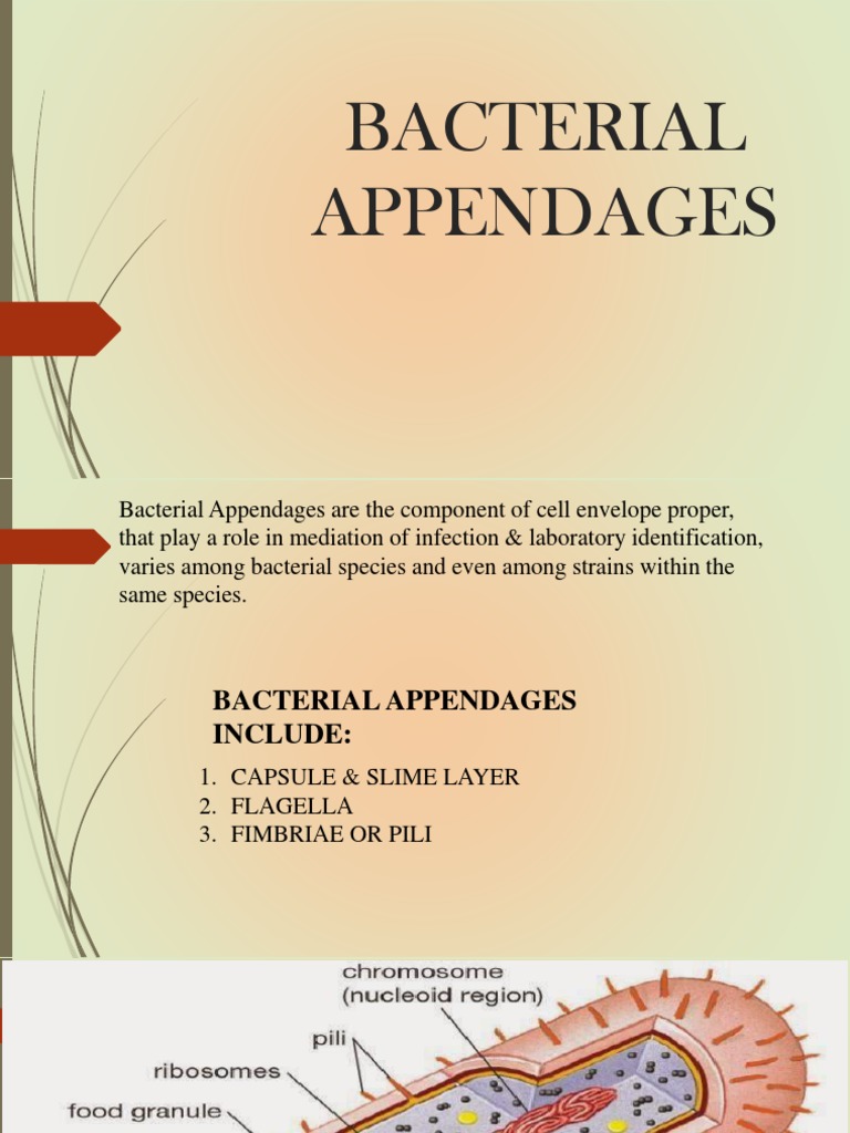 Functions of Bacterial Appendages | PDF | Bacteria | Microorganism