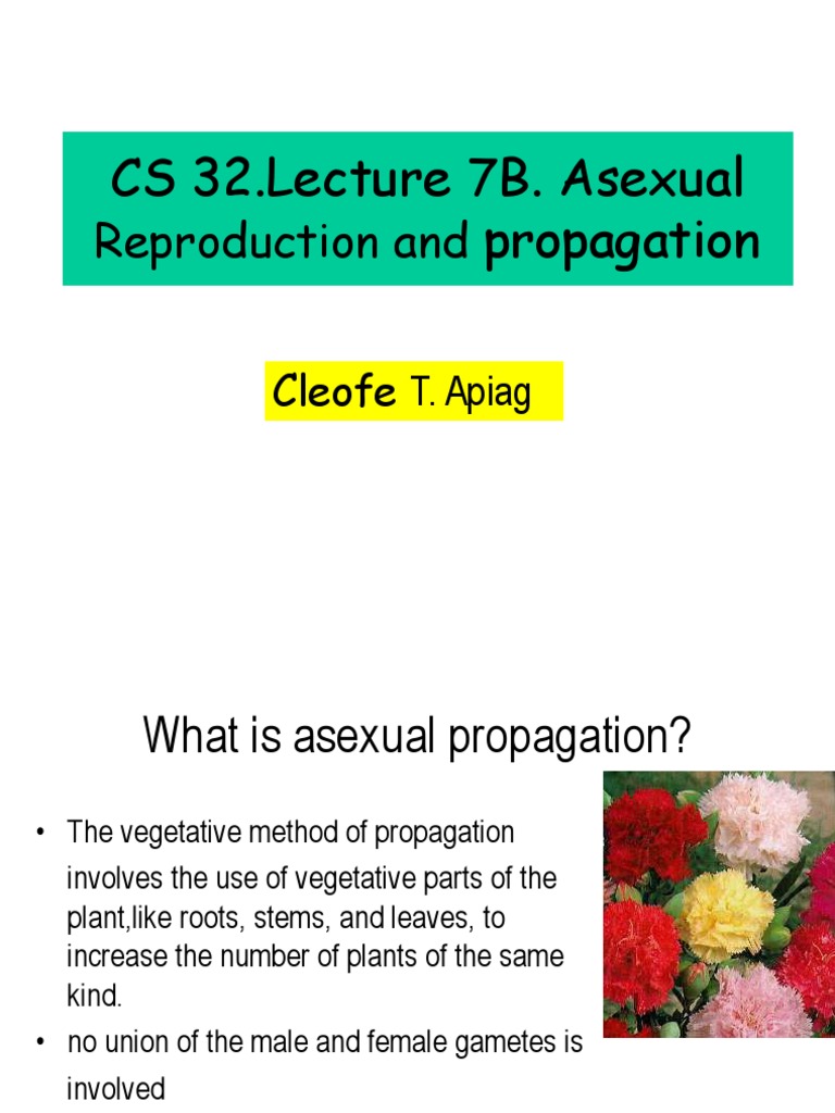 CS 32 Lec. 7b.asexual Propagation | PDF | Grafting | Horticulture And Gardening