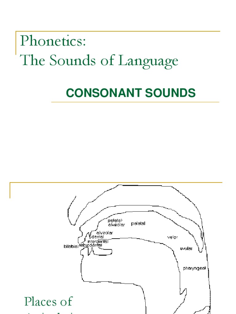 The Anatomy of Sounds: A Detailed Examination of Consonant Phonetics ...
