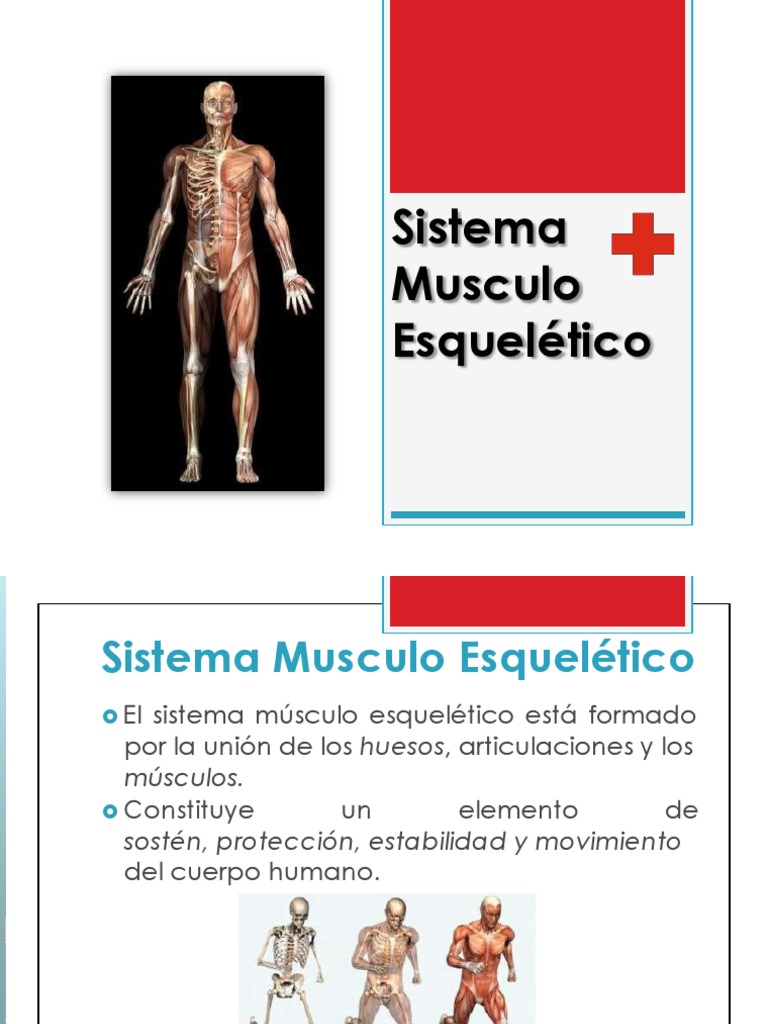 Sistema Musculo Esquelético | Articulación | Hueso