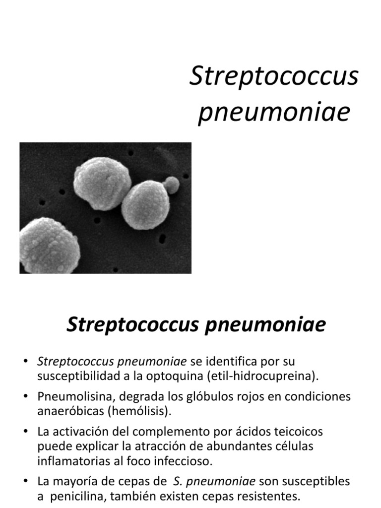 Streptococcus pneumoniae | PDF | Estreptococo | Patologia clinica