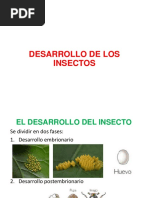 Origen y Evolucion de Los Insectos | PDF | Insectos | Escala de tiempo ...