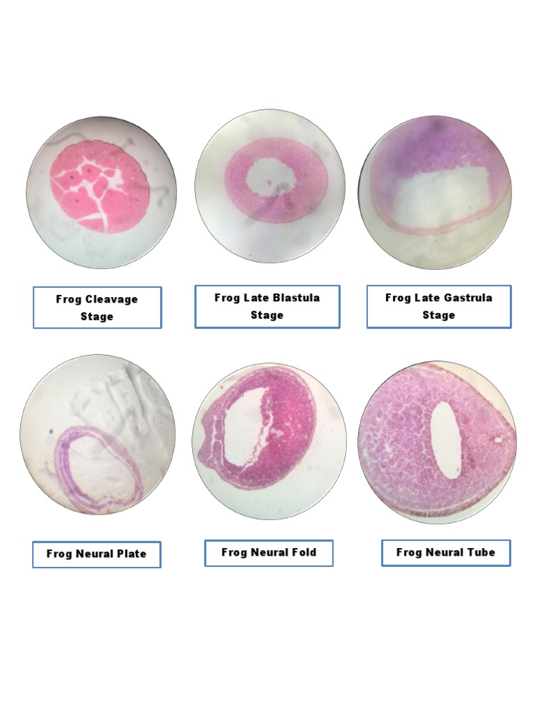 Frog Late Blastula Stage Frog Late Gastrula Stage Frog Cleavage Stage | PDF