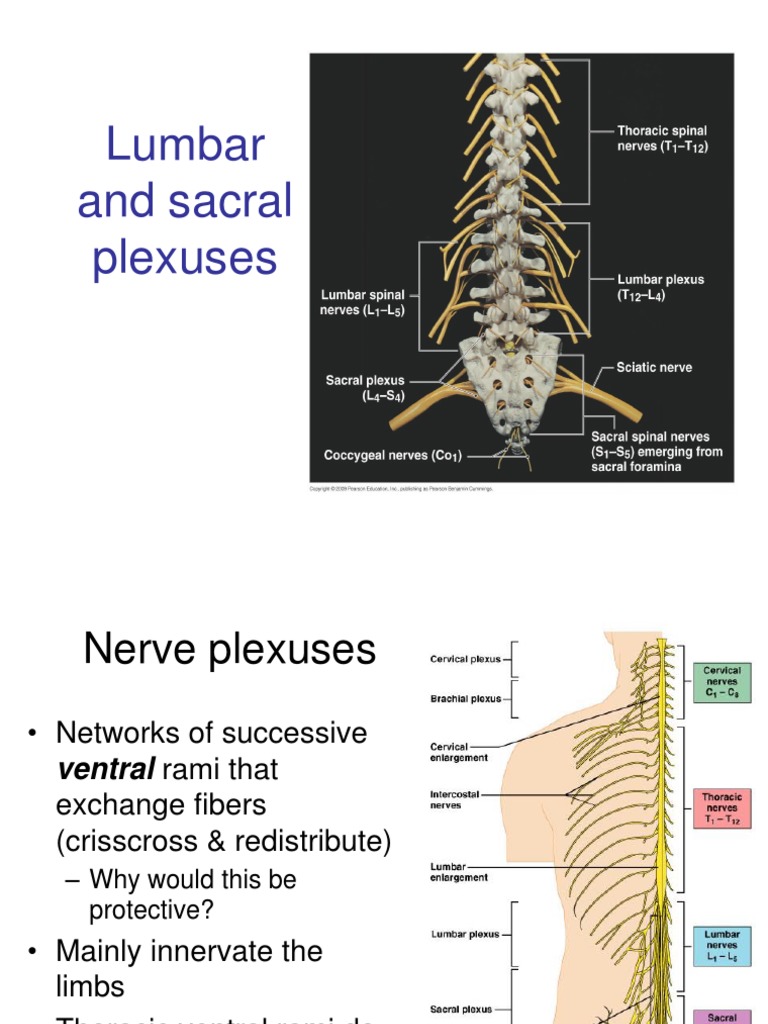 Lumbar and Sacral Plexus Overview | PDF | Human Leg | Primate Anatomy
