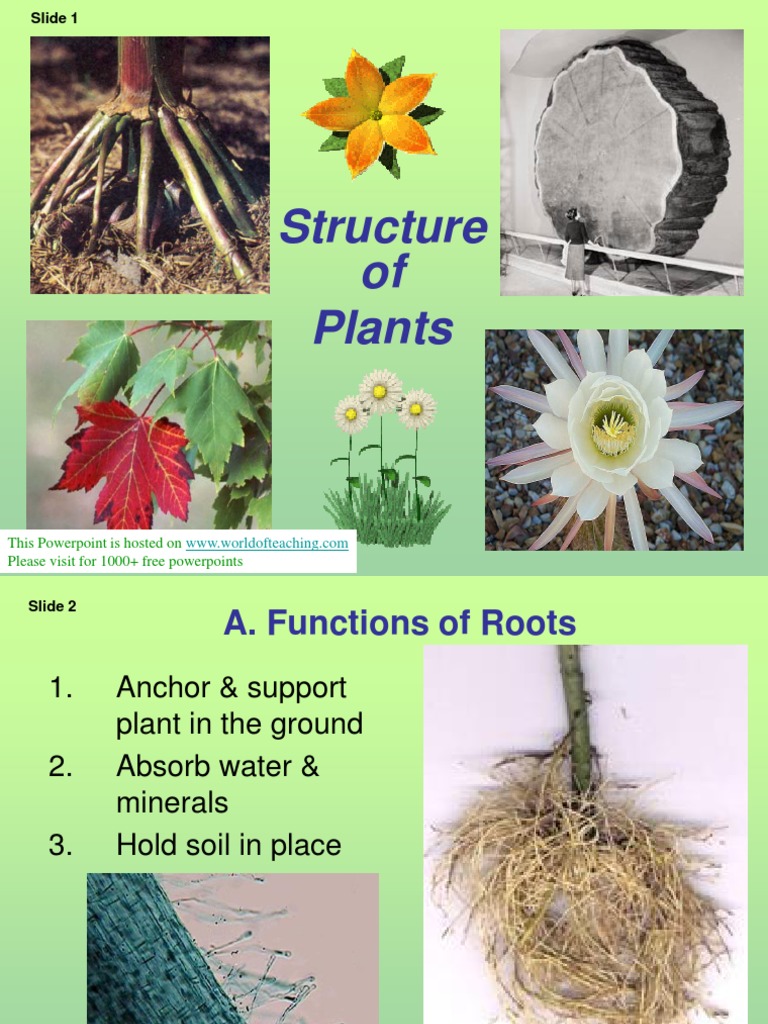 Plant Structure Adaptations and Responses | PDF | Stoma | Root