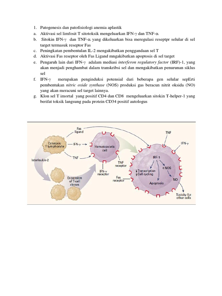 Patogenesis Dan Patofisiologi Anemia Aplastik | PDF