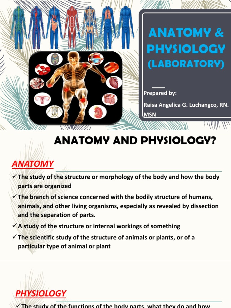 Anatomy and Physiology No.1 | PDF | Anatomical Terms Of Location ...