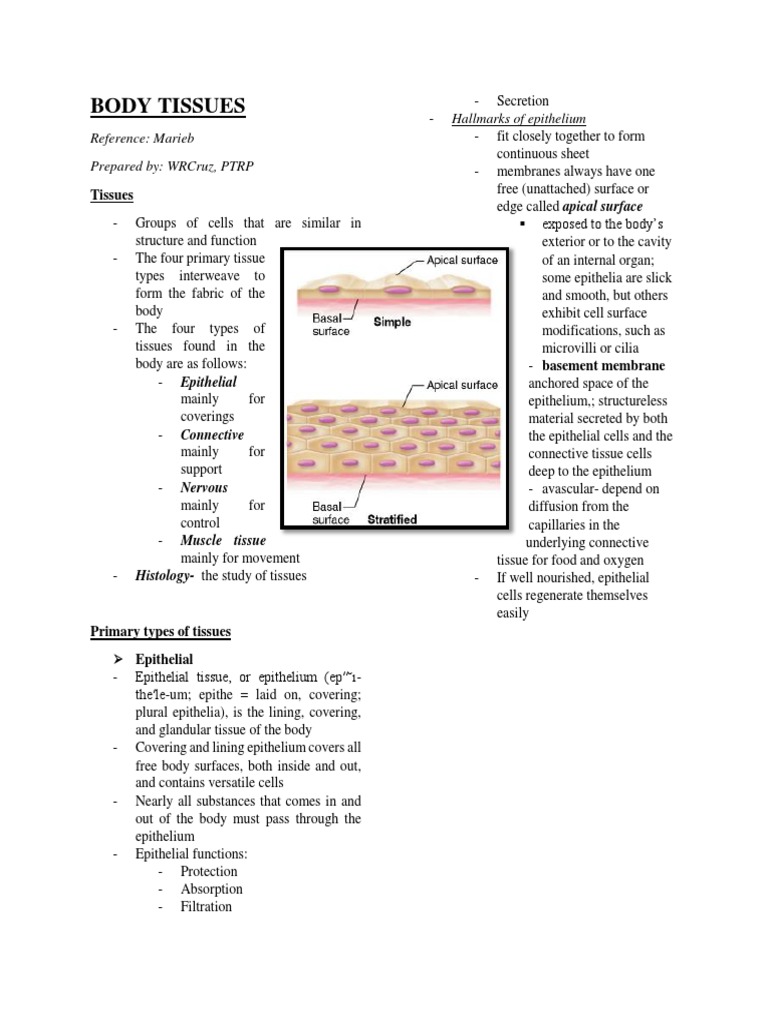 Body Tissues: Reference: Marieb Prepared By: Wrcruz, PTRP Hallmarks of ...