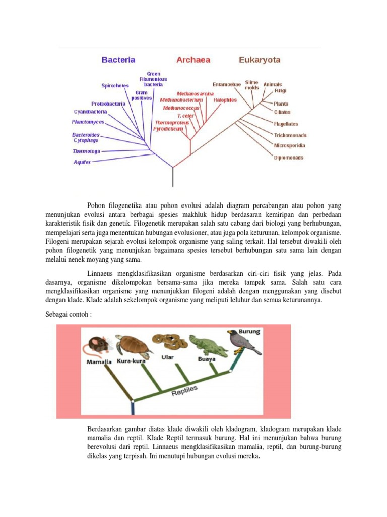 Pohon Filogenetika Atau Pohon Evolusi Adalah Diagram Percabangan Atau ...