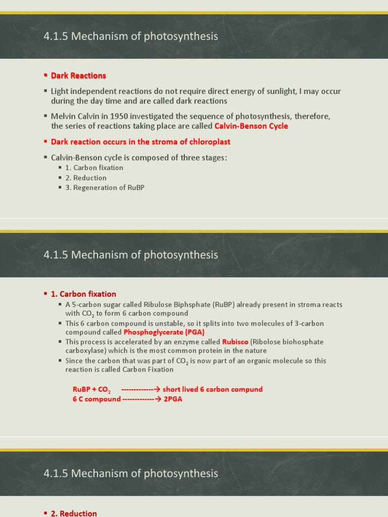 Chapter 4 - Bioenergetics (Part 2) | PDF | Cellular Respiration ...