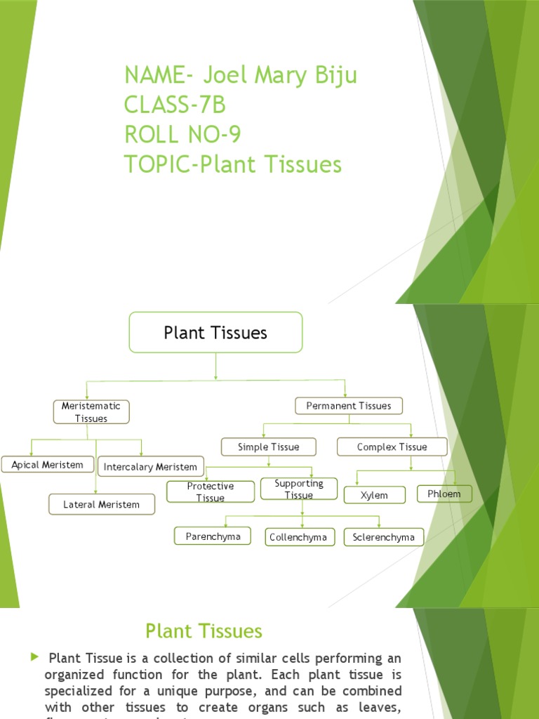 Plant Tissues Overview for Class 7 ICSE | PDF | Tissue (Biology ...