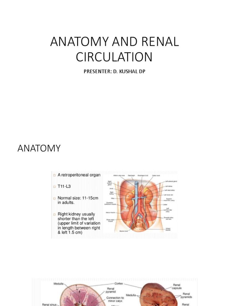 Anatomy and Renal Circulation | PDF