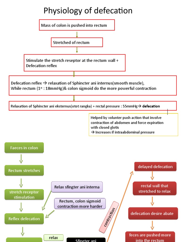 Pemicu 5 GIT | PDF | Constipation | Hemorrhoid